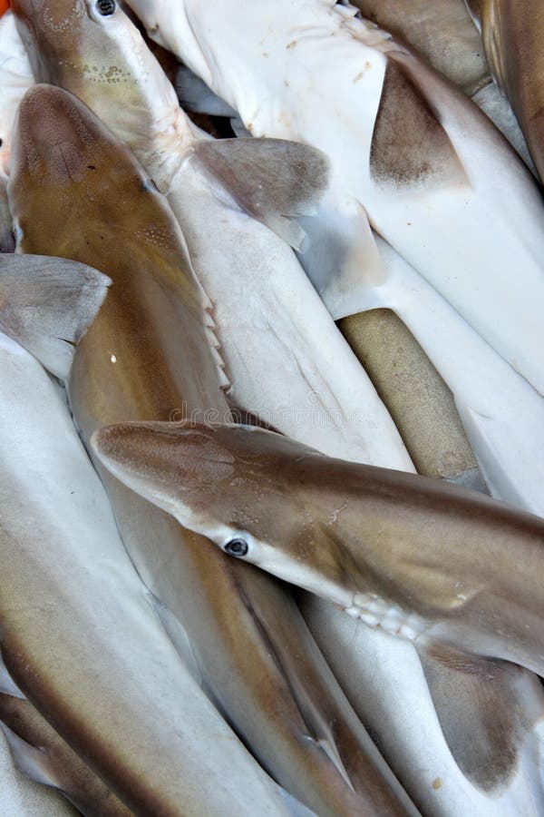 Petits Requins Sur La Poissonnerie Image stock - Image du nourriture ...