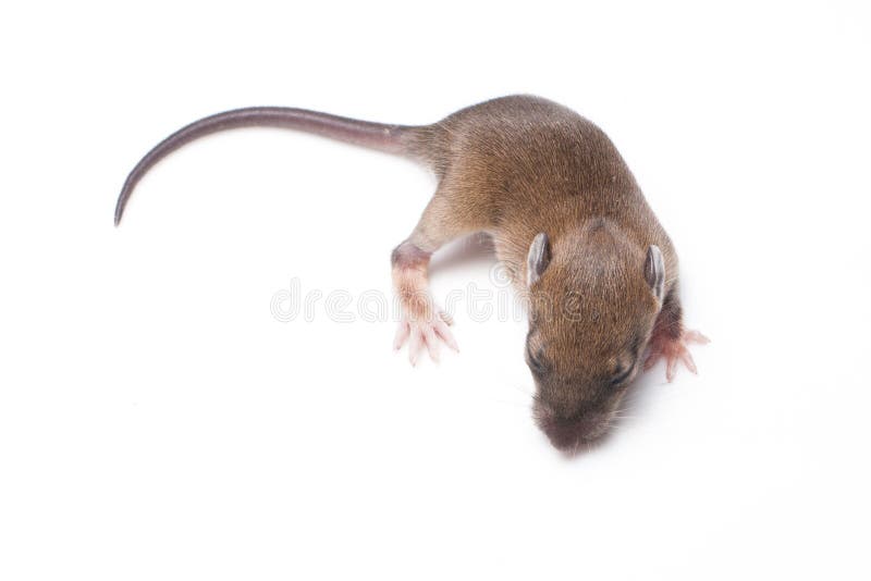 Petits Rongeurs (rat De Bébé) Photo stock - Image du parasite, sauvage ...