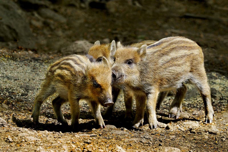 Petits verrats allaitant image stock. Image du dangereux - 53160199
