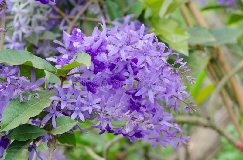Petrea Flowers foto de archivo. Imagen de australia, resorte - 60176248