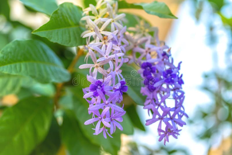 Petrea volubilis stock image. Image of blossom, botany - 138097097