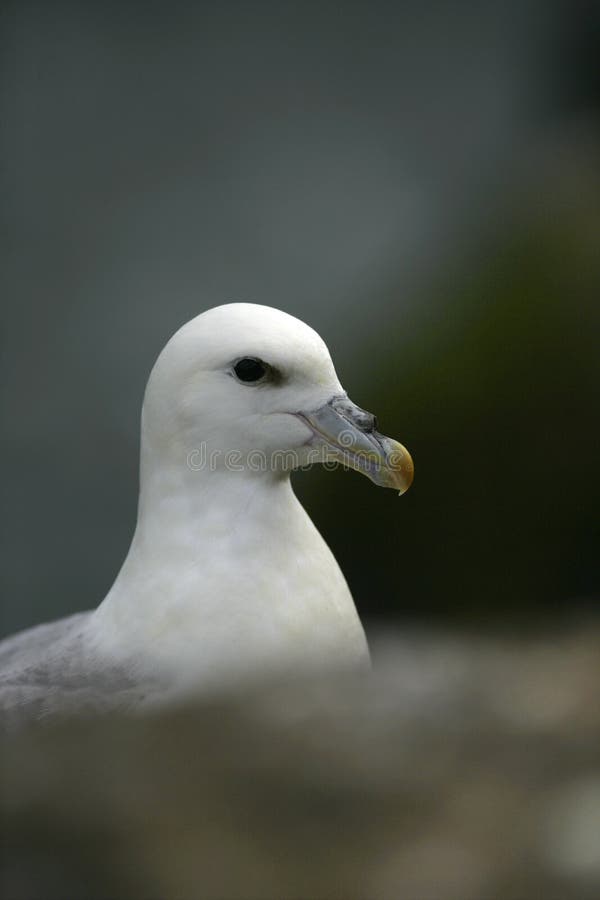 Petrel, Glacialis Do Fulmarus Foto de Stock - Imagem de nave, gaivota ...