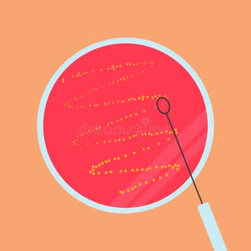 Inoculation Loop Stock Illustrations – 20 Inoculation Loop Stock ...