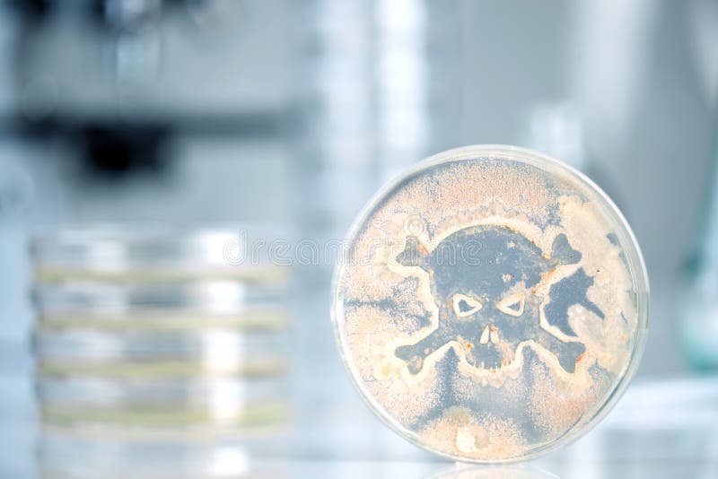Petri Dish with Bacteria in the Shape of a Skull and Crossbones Stock ...