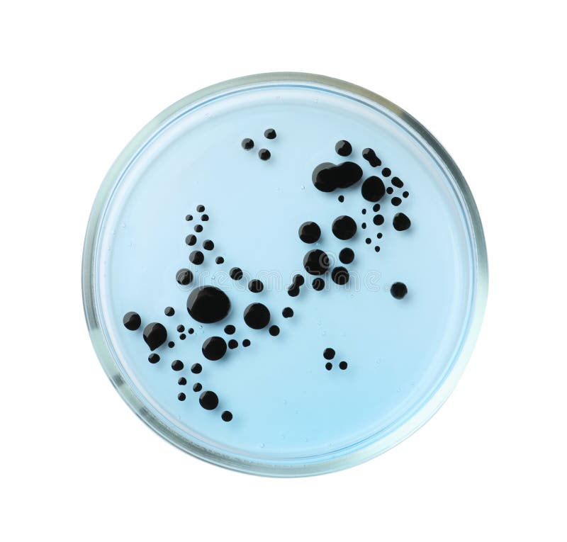 Petri Dish with Bacteria on White Background, Top View Stock Photo ...