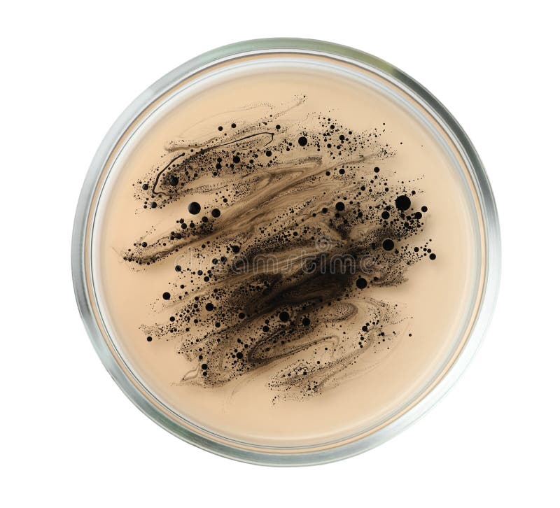 Petri Dish with Bacteria on White Background, Top View Stock Image ...
