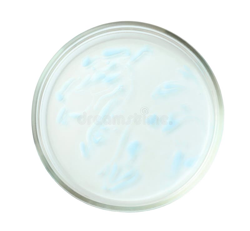 Petri Dish with Bacteria on White Background, Top View Stock Photo ...