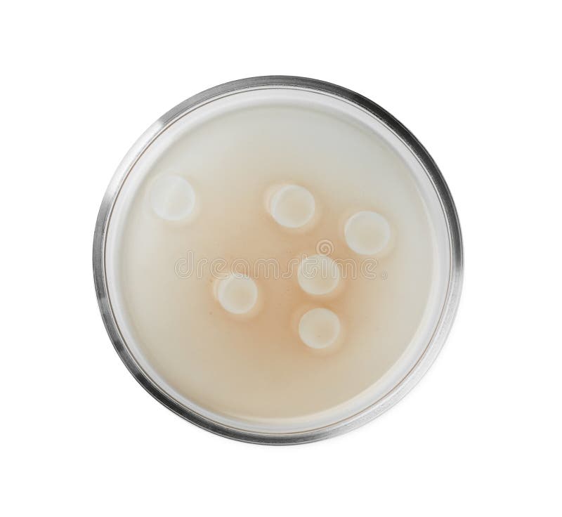 Petri Dish with Beige Liquid Isolated on White, Top View Stock Photo ...