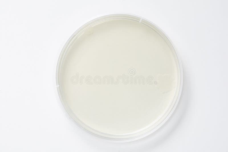 Petri Dish and Culture Media with Bacteria on White Background with ...
