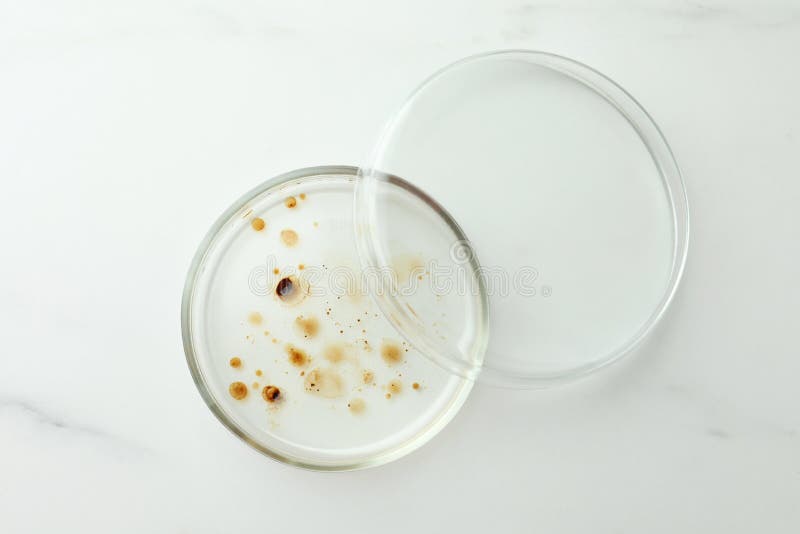 Petri Dish with Culture on White Marble Table, Top View Stock Photo ...