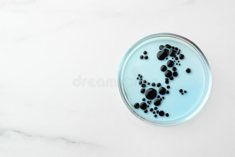 Petri Dish with Culture on White Marble Table, Top View. Space for Text ...