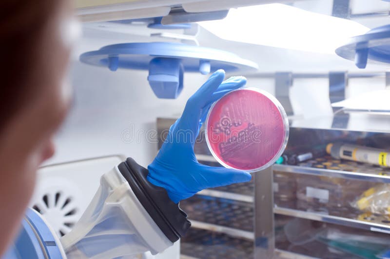 Petri dish in lab stock photo. Image of elbow, technician - 286402436