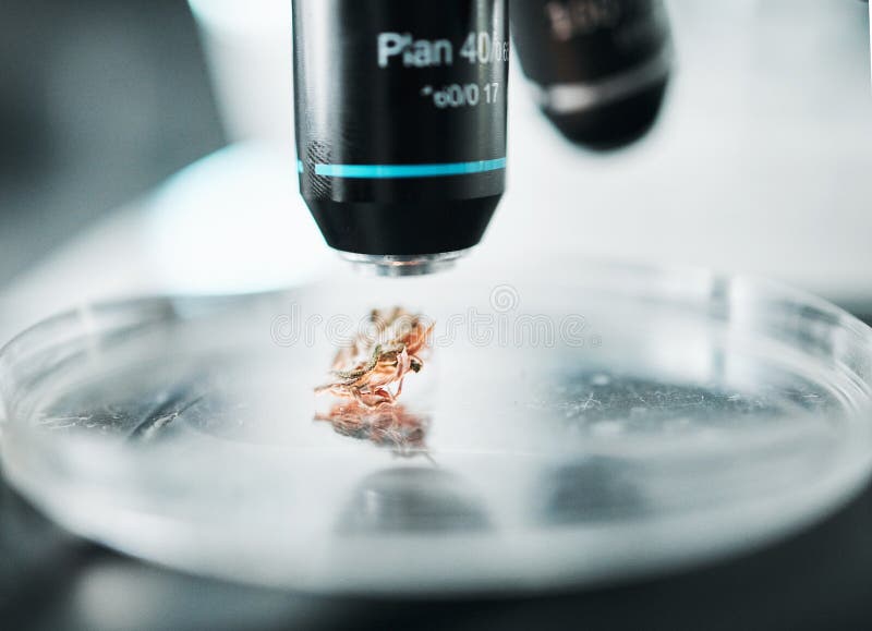 Lab, Microscope and Petri Dish Research for Vaccine Study and Testing ...