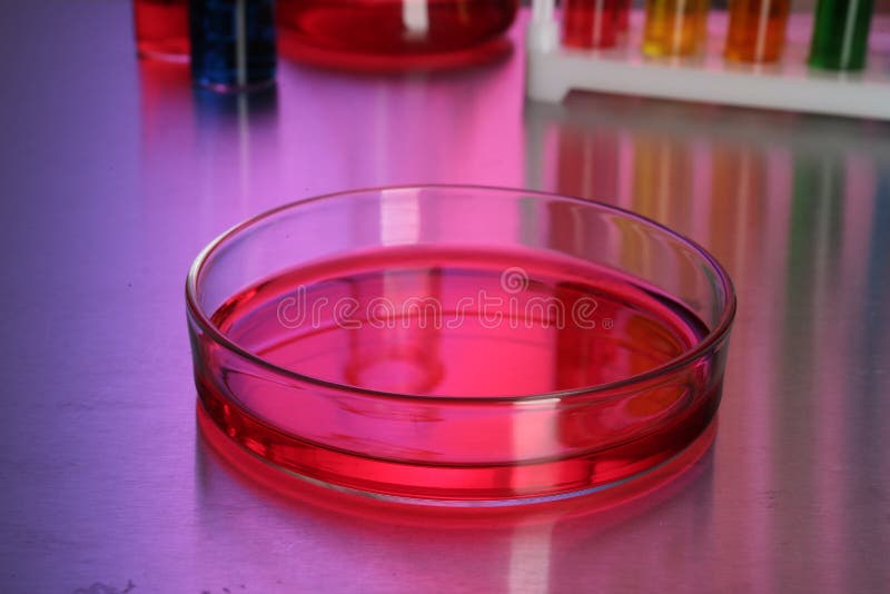 Petri Dish with Red Liquid on Table Stock Photo - Image of health ...