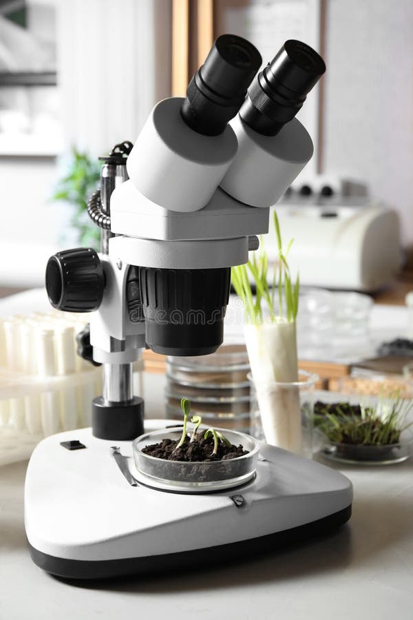 Petri Dish with Soil and Sprouted Seeds Under Microscope ...