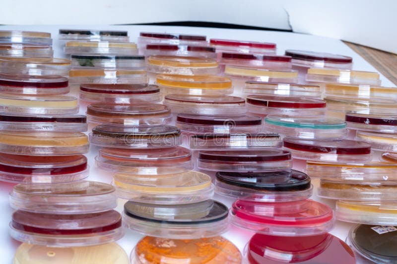 Petri Dishes with Colored Agar in a Lab Stock Image - Image of analysis ...