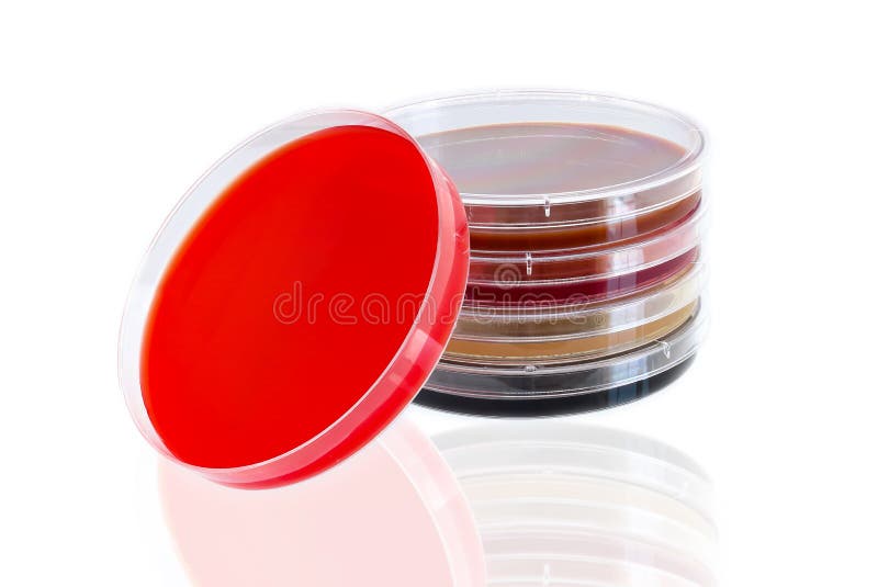 Petri Dishes with Different Growth Medium or Culture Medium, a Solid ...