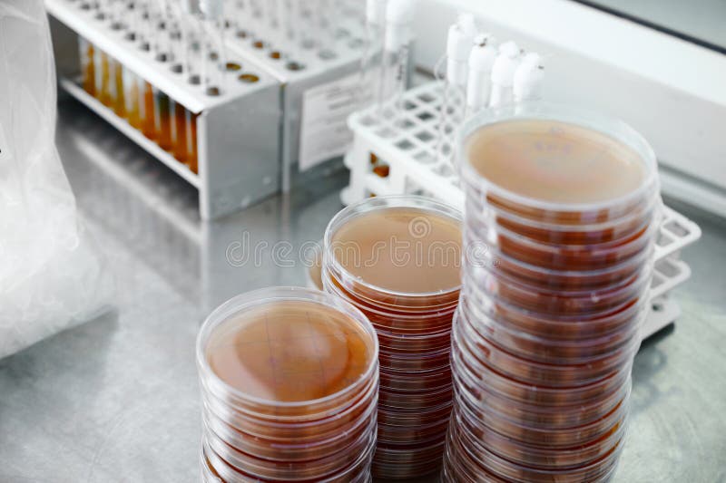 Petri Dishes among Glassware in Special Bio Laboratory Stock Photo ...
