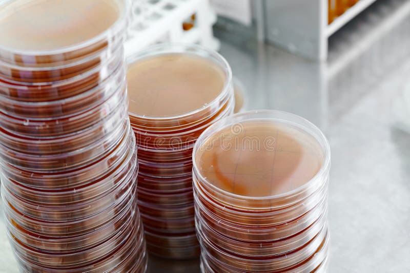 Petri Dishes among Glassware in Special Bio Laboratory Stock Image ...