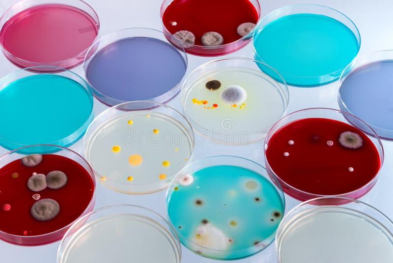 Petri Dishes Stacked in Workbench of Laboratory Stock Photo - Image of ...