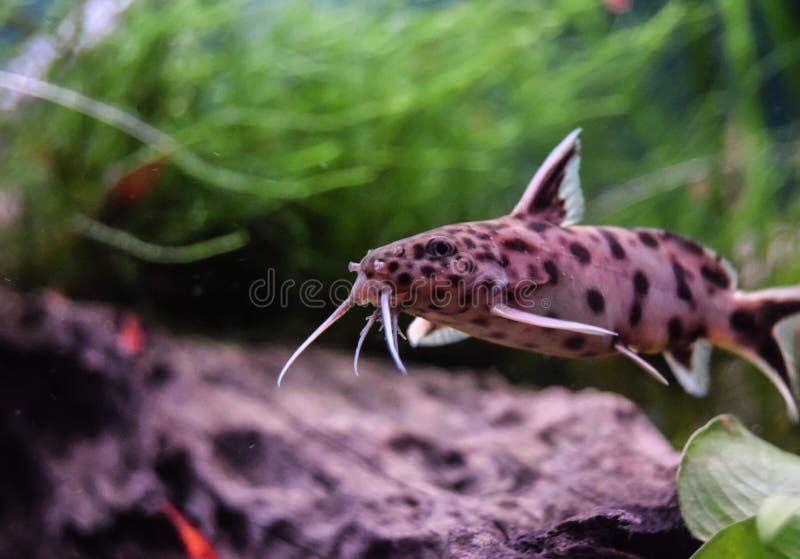 Cuckoo Catfish. stock image. Image of underwater, swimming - 131561243