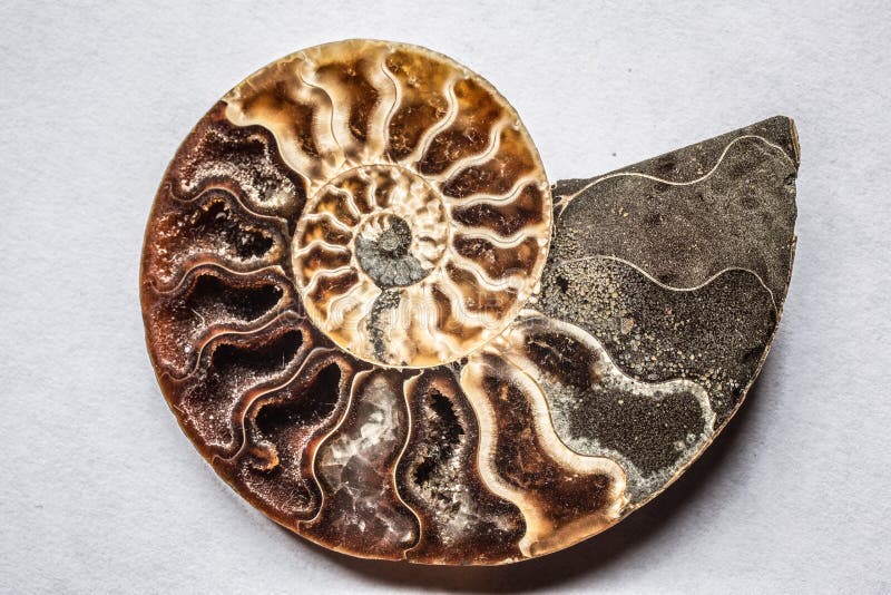 Petrification Pyritized, 150 Million Years Old Stock Image - Image of ...