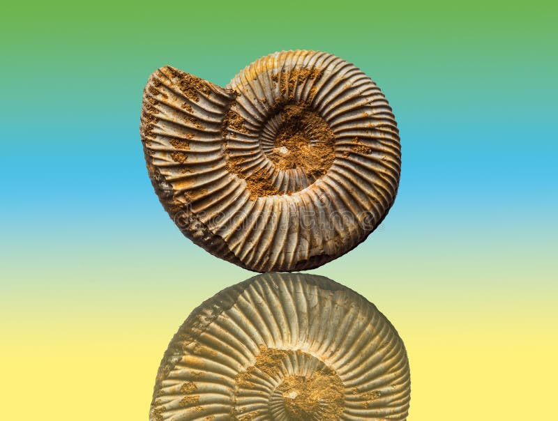 Petrification Pyritized, 150 Million Years Old Stock Photo - Image of ...