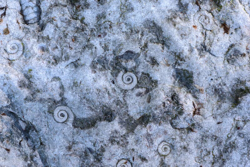Petrification of snails stock image. Image of nautilus - 102069263