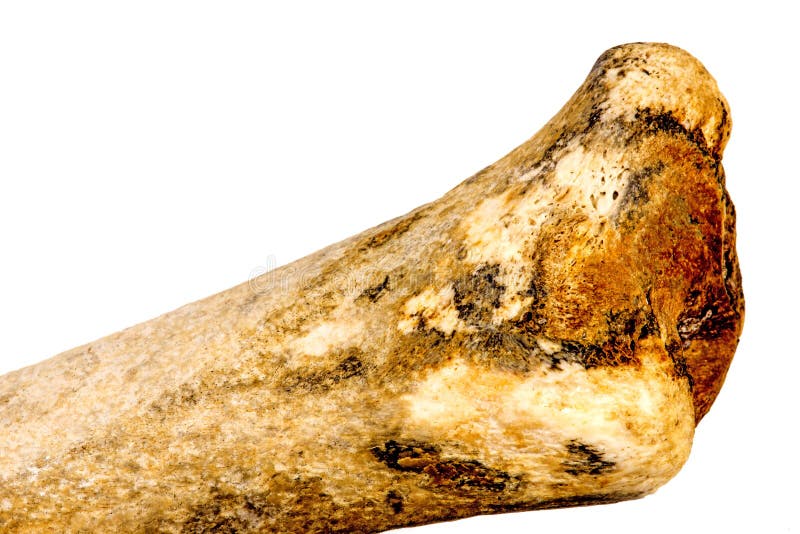 Petrified Animal Bone, Closeup Stock Image - Image of animal ...