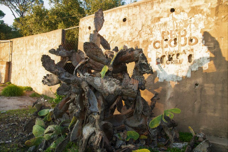 Petrified Cactus Outside an Abandoned Property Stock Photo - Image of ...