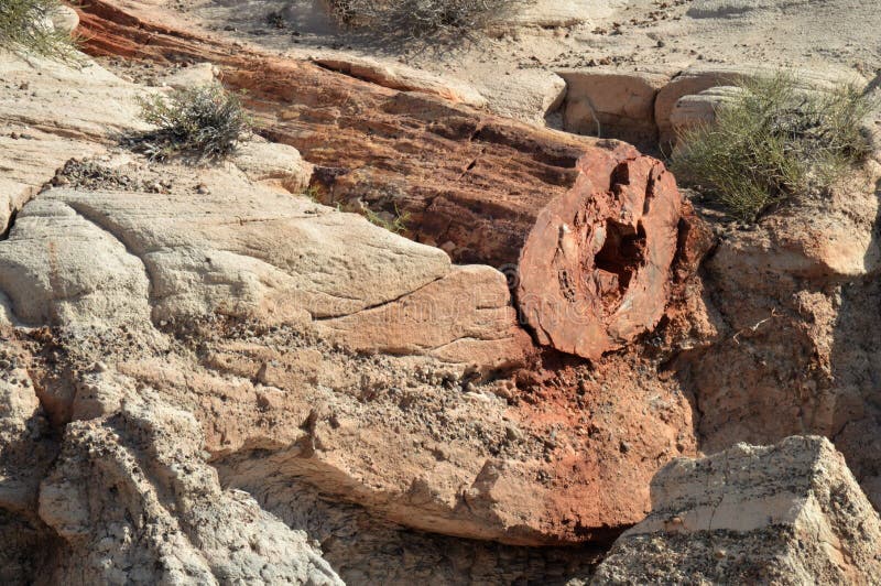Petrified Forest stock photo. Image of geoligocal, nature - 254862434