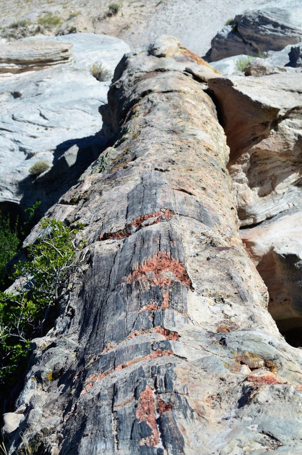 Petrified Forest stock photo. Image of geoligocal, landscape - 254862484