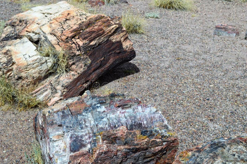 Petrified Forest stock photo. Image of geolog, trees - 254862512