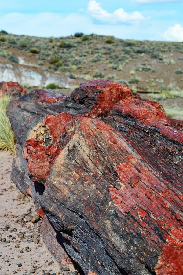 Petrified Forest stock photo. Image of forest, painted - 254862516