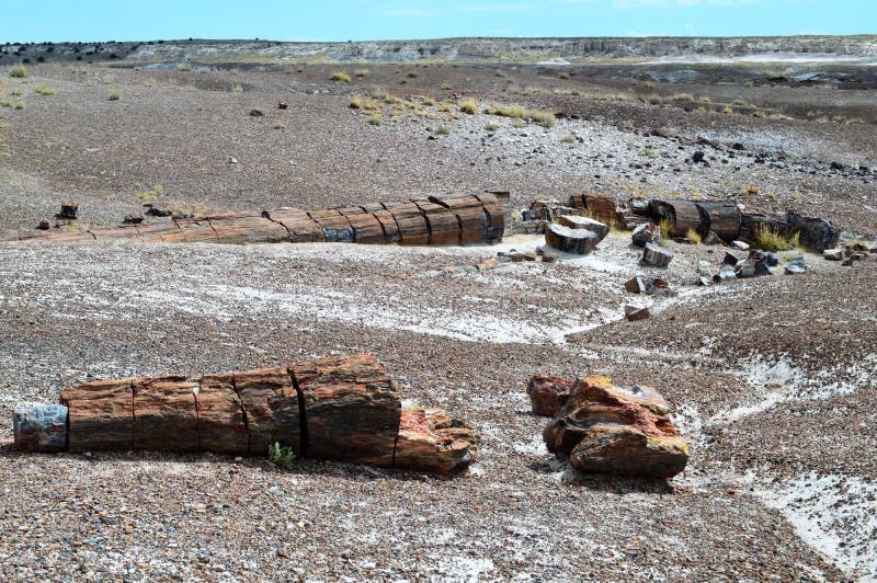 Petrified Forest stock image. Image of petrified, fossil - 254862543