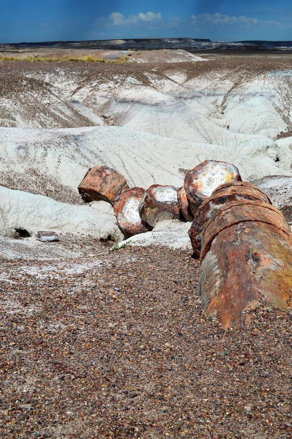 Petrified Forest stock photo. Image of geoligocal, fossilized - 254862552