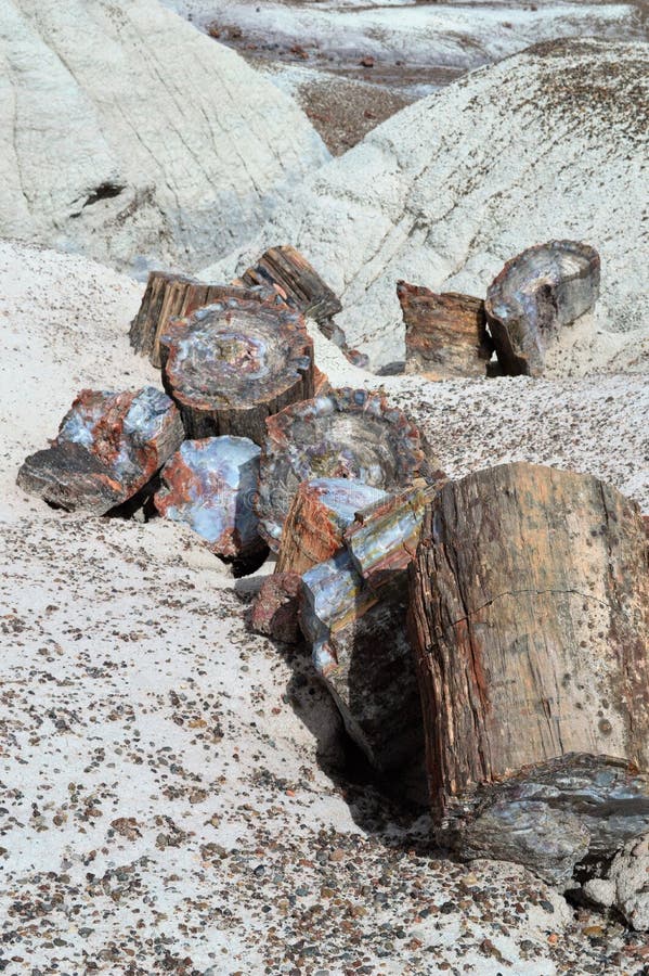 Petrified Forest stock photo. Image of geoligocal, painted - 254862556