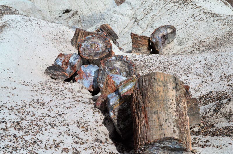 Petrified Forest stock photo. Image of fossilized, nature - 254862560