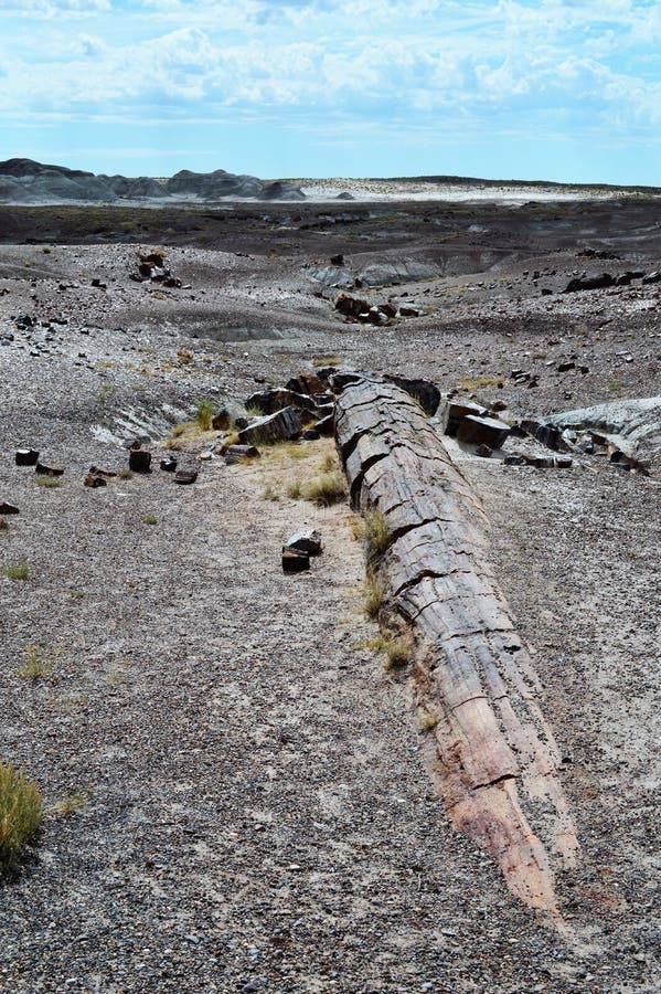Petrified Forest stock photo. Image of landscape, forest - 254862568
