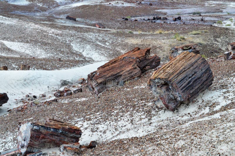 Petrified Forest stock image. Image of extinct, nature - 254862569