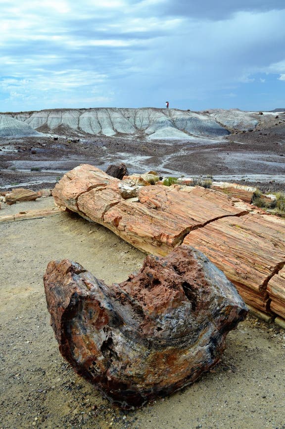 Petrified Forest stock image. Image of trees, ancient - 254862575