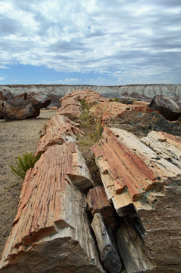 Petrified Forest stock image. Image of desert, petrified - 254862577