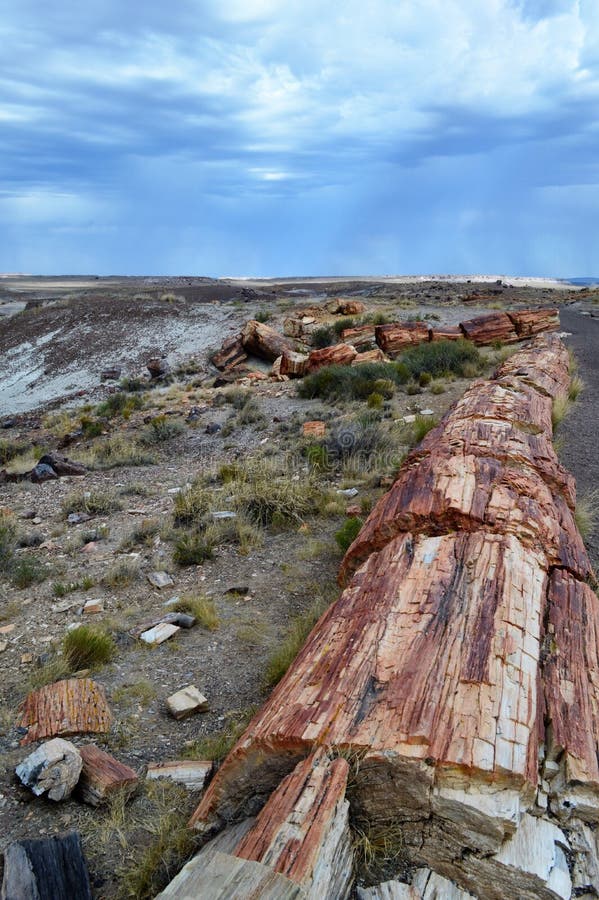 Petrified Forest stock photo. Image of nature, arizona - 254862582
