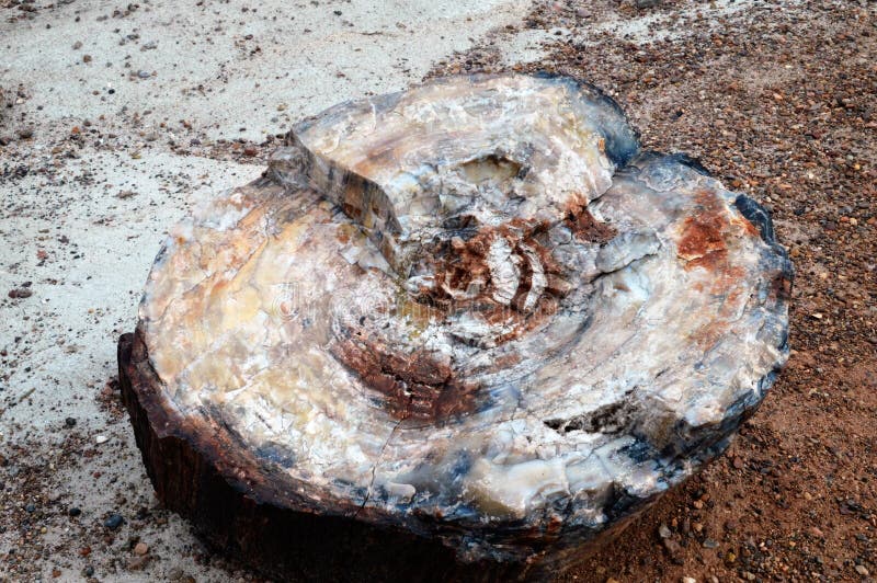 Petrified Forest stock photo. Image of ancient, trees - 254862606