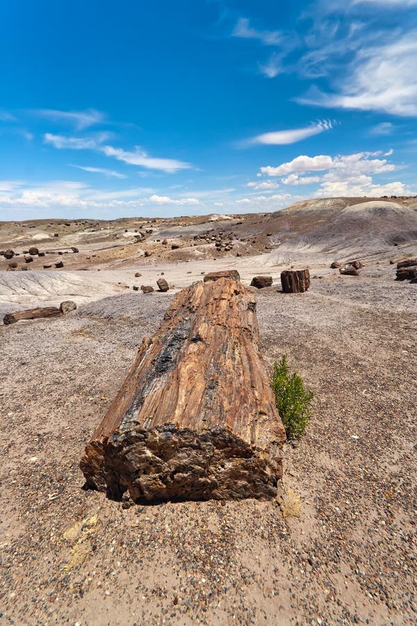 Petrified Forest National Monument Stock Image - Image of rock, wood ...