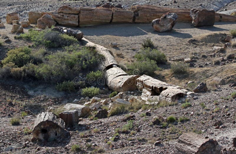 Petrified Forest stock photo. Image of petrified, close - 64595786
