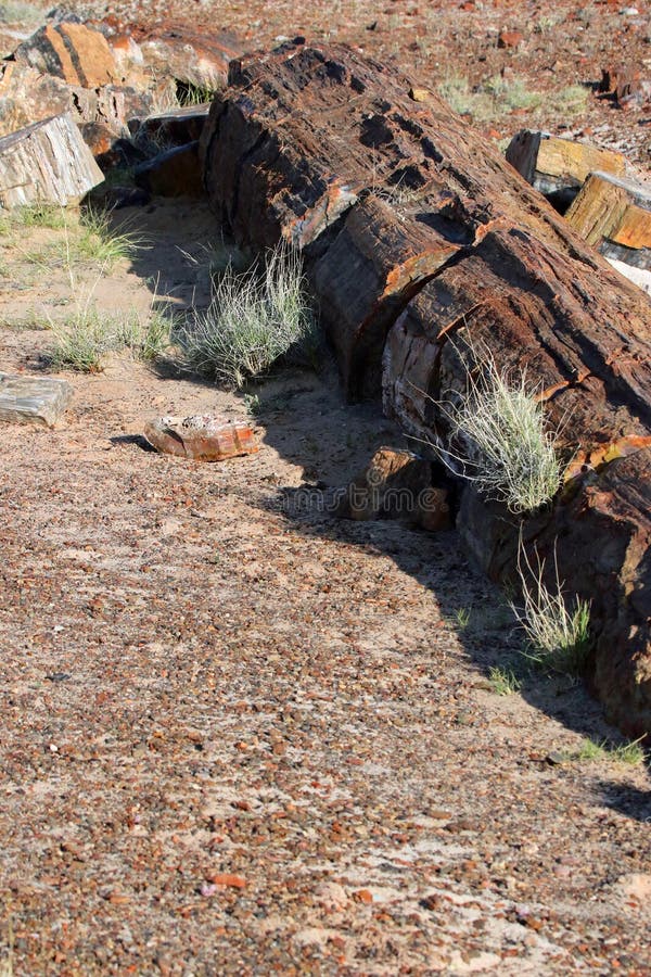 Petrified Forest stock image. Image of ancient, bark - 64595897