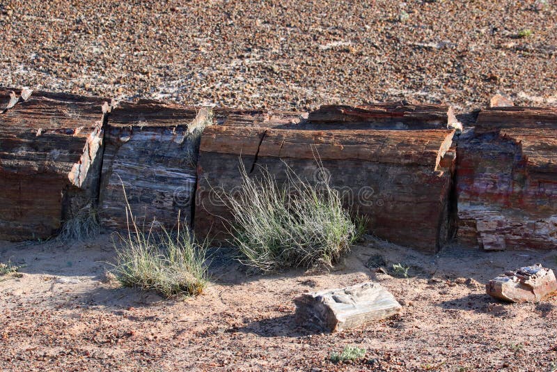 Petrified Forest stock photo. Image of permineralization - 64595940