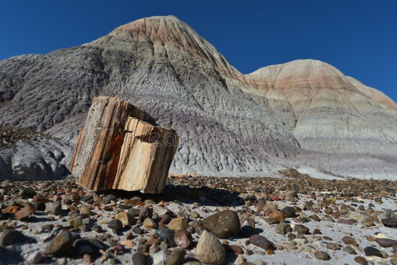 Petrified Forest wood rock stock photo. Image of dollars - 110188520