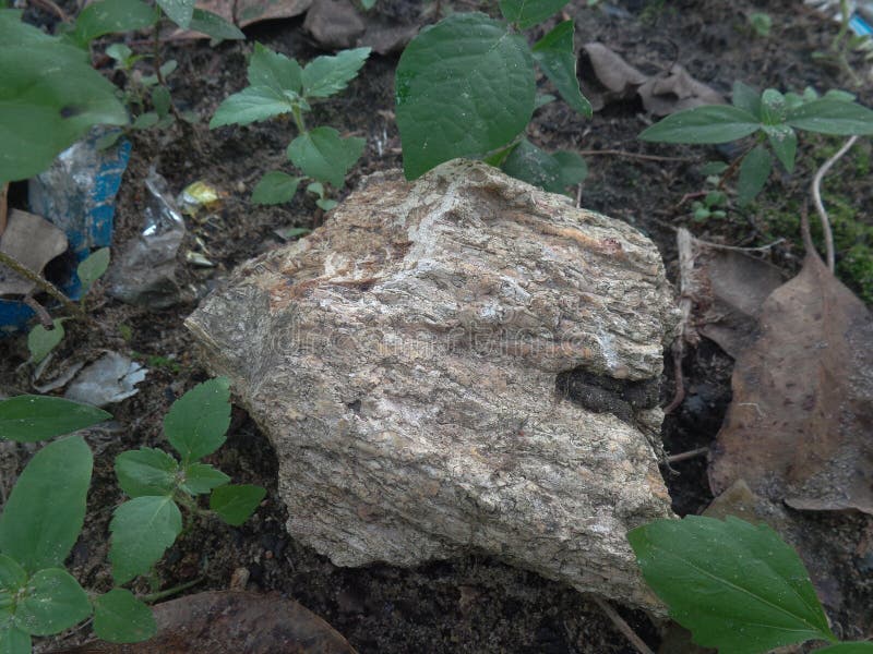 Petrified Gum Resin Stock Photos - Free & Royalty-Free Stock Photos ...